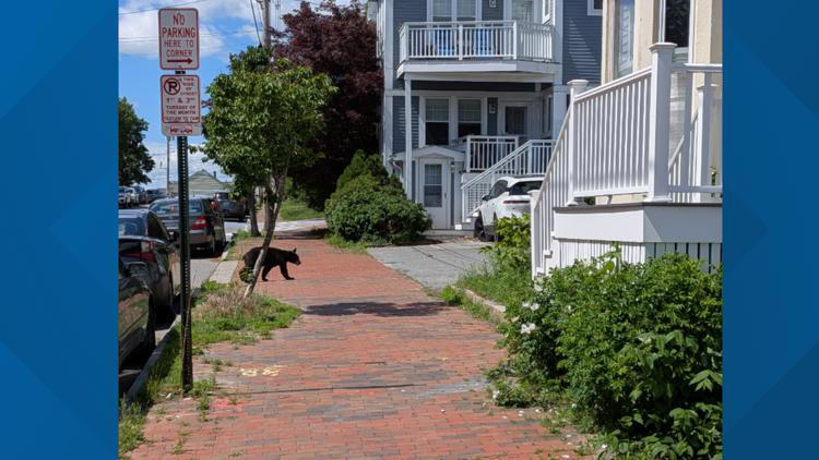 Bear spotted roaming in Portland's Old Port on Friday tranquilized and ...