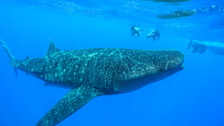 Offshore Florida’s Gulf Coast, scientists chase the world’s largest fish