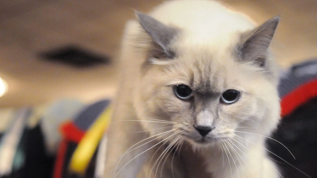 10 affectionate cat breeds that love human companionship