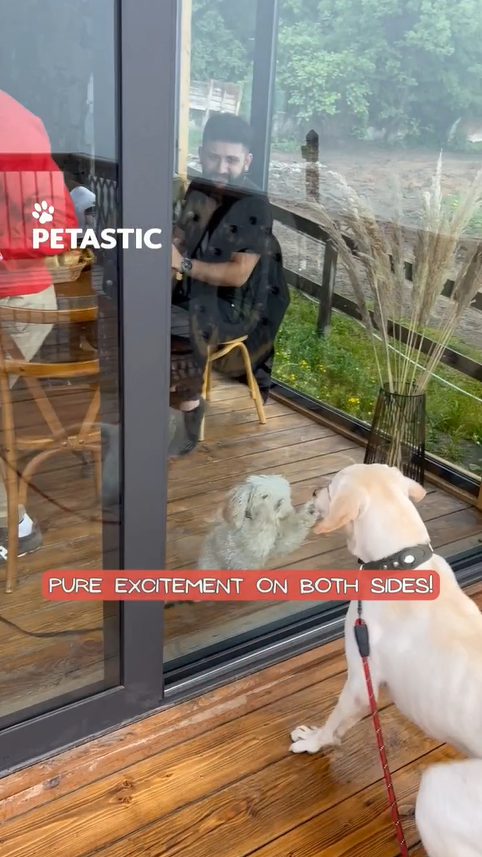 Pane-ful barrier keeps two eager pups apart