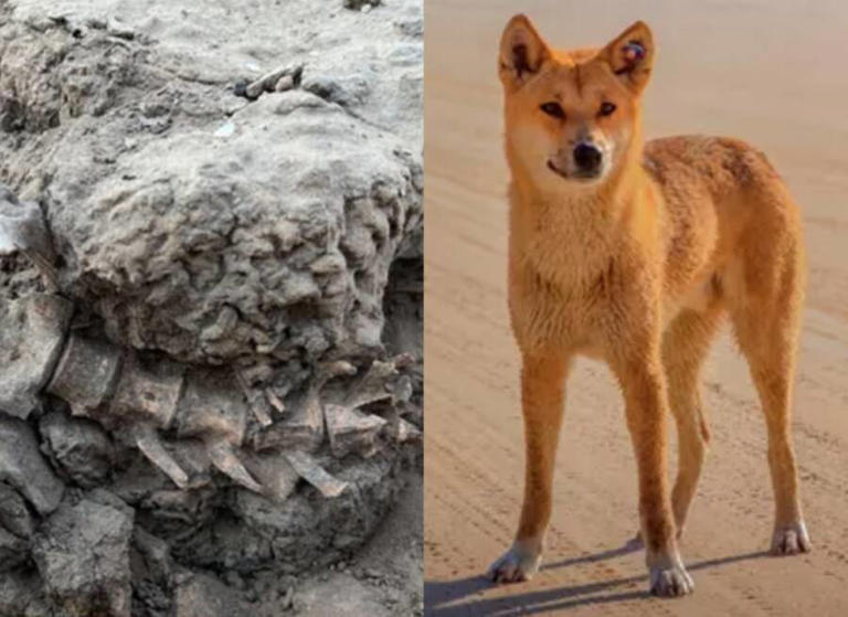 Archaeologists in Australia discover an ancient dingo that had been ...