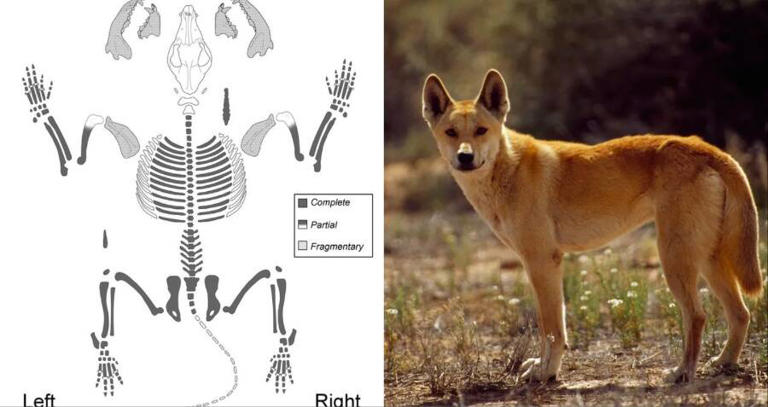 Archaeologists in Australia discover an ancient dingo that had been ...