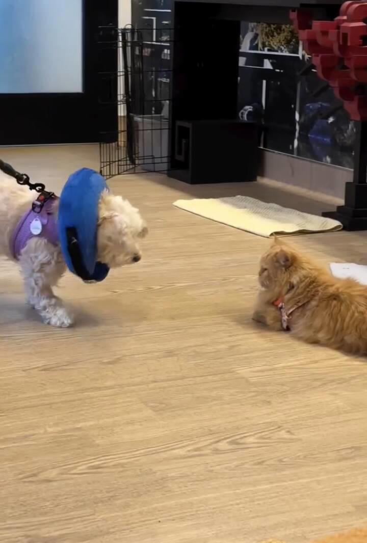 Cat clocks into work twice a month for the most important job at dog ...