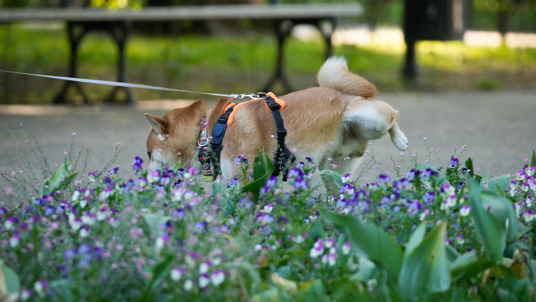 7 dog breeds comfortable being alone
