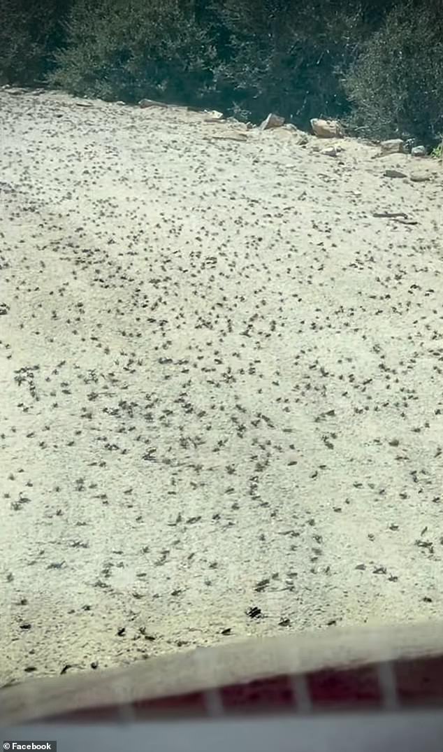 Biblical plague of cannibal crickets invades parts of the US sparking ...
