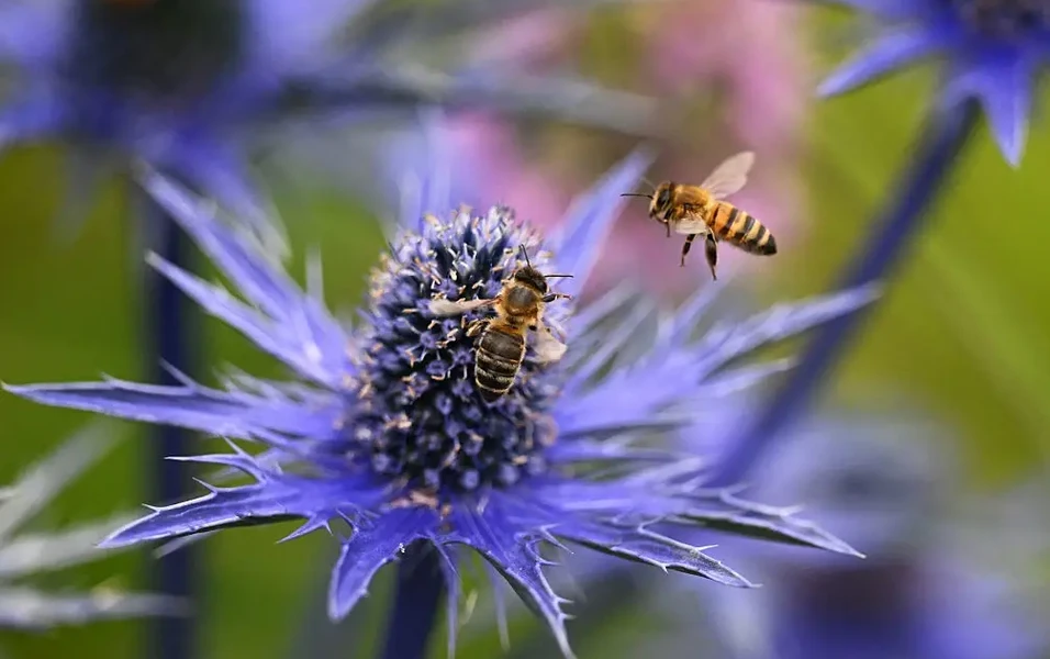 How animals talk across species lines