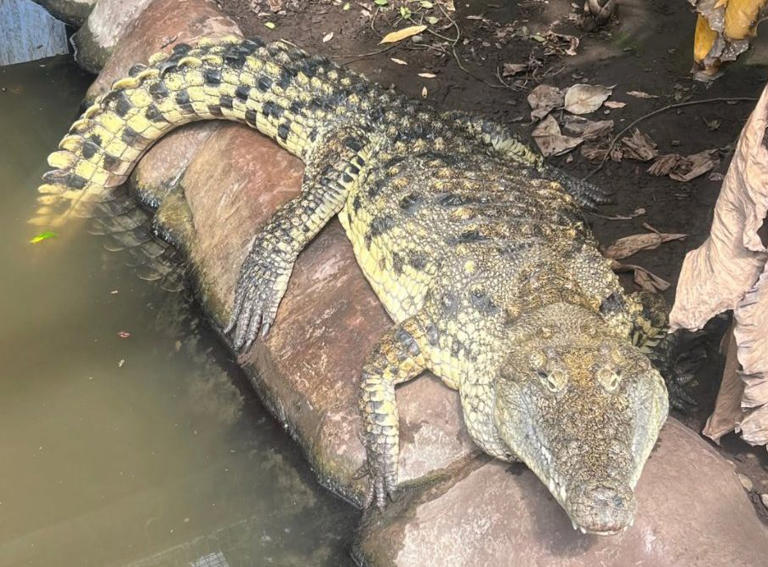 Zookeeper family 'jumped into crocodile pit' to save three-year-old boy
