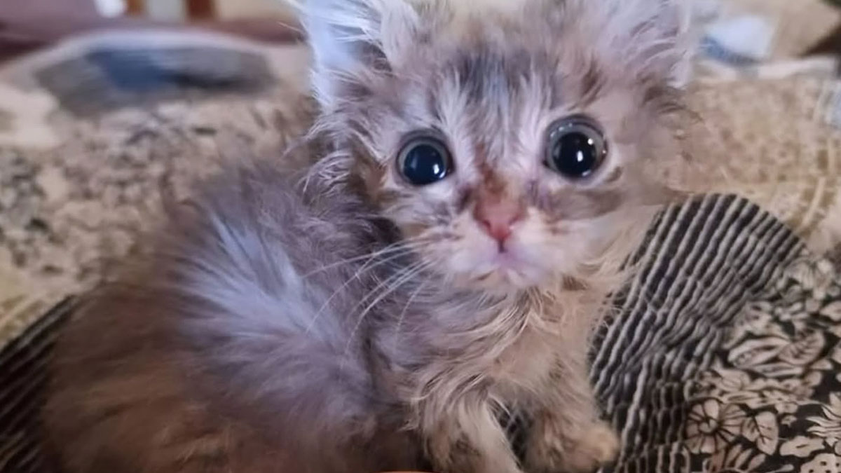 46 funny cat memes that prove life is better when cats are being weird