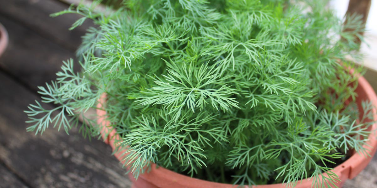 This popular herb is easy to grow—and it's a great addition to any ...