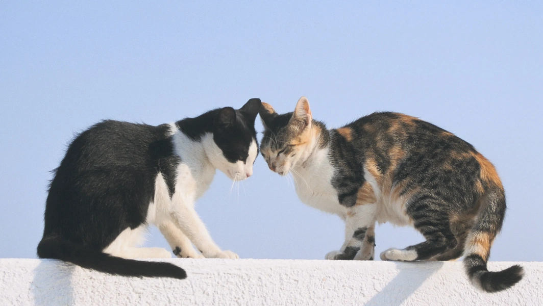 15 fascinating reasons behind common cat behaviors