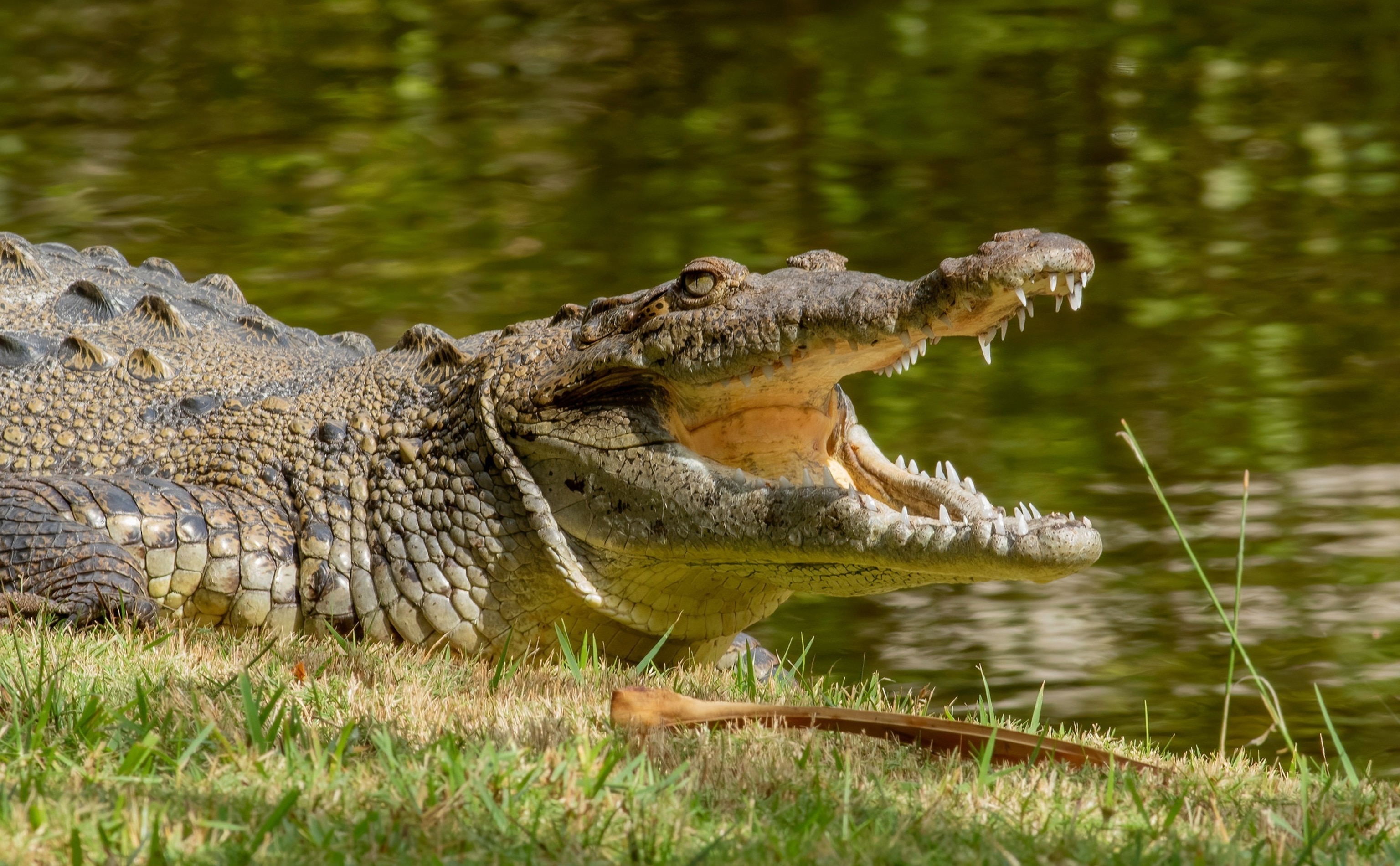 Suspect charged after boy wound up in crocodile enclosure released on bail