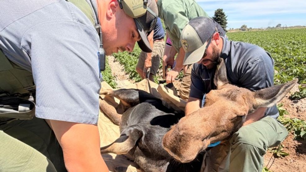 Idaho Fish and Game relocates yearling moose from Rupert