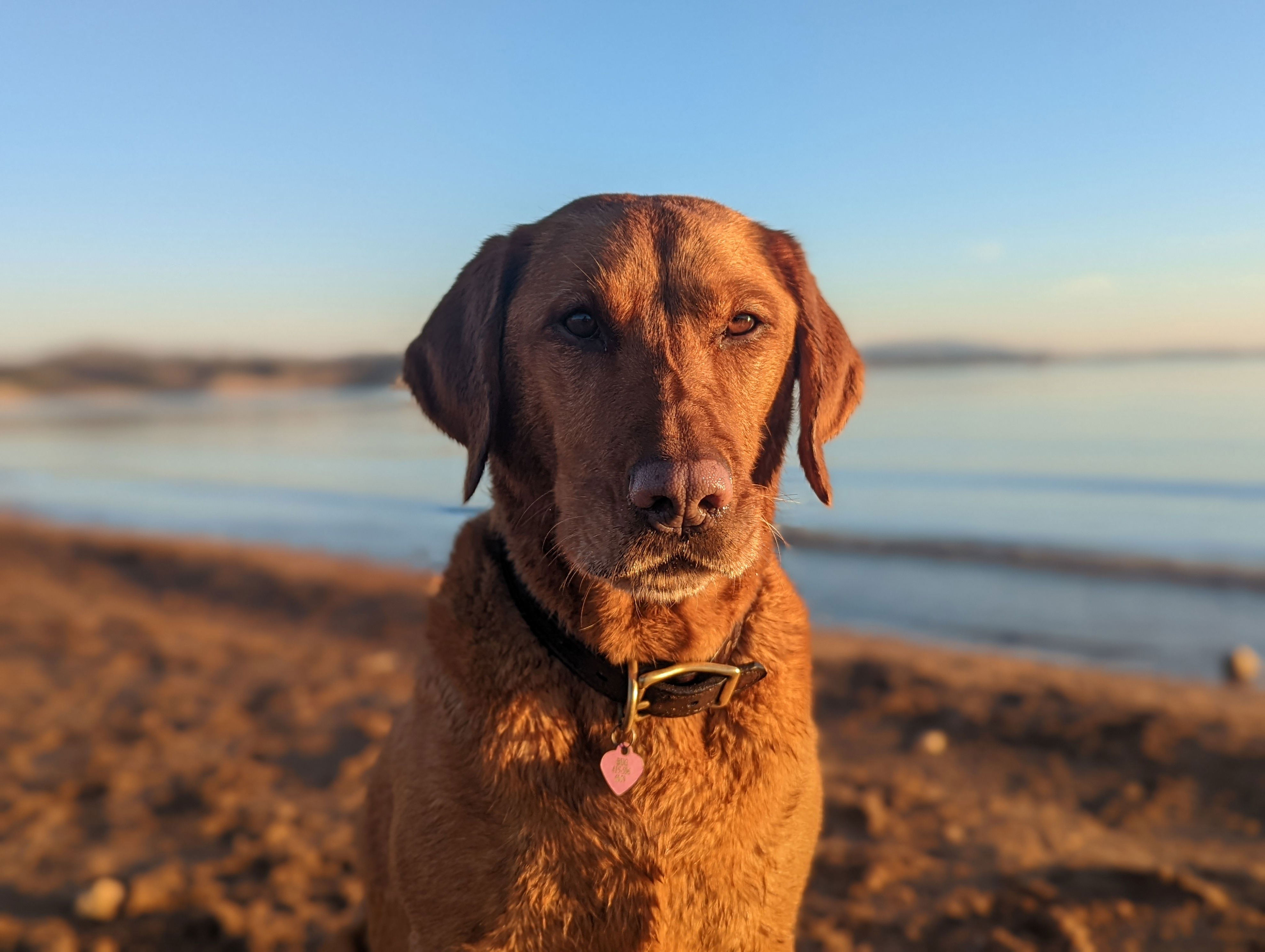 8 Retriever Breeds That Waterfowl Hunters in Cold Climates Say Handle ...