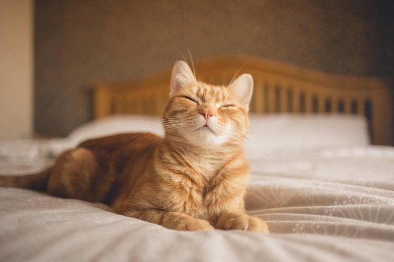 How long can you leave your cat alone? Essential information for pet ...