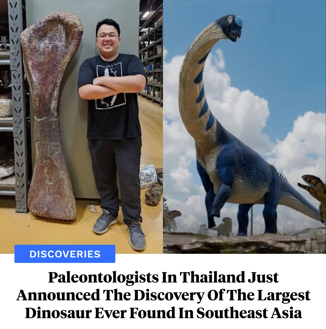 Paleontologists in Thailand just revealed the Nagatitan, an 88-foot ...