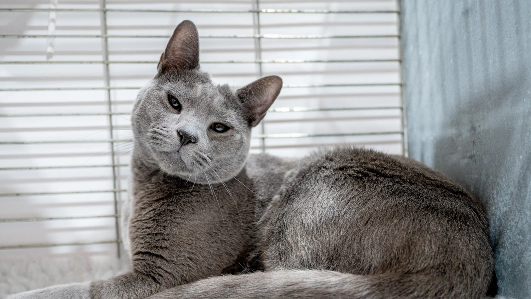 Russian blue cats: History, traits, and care