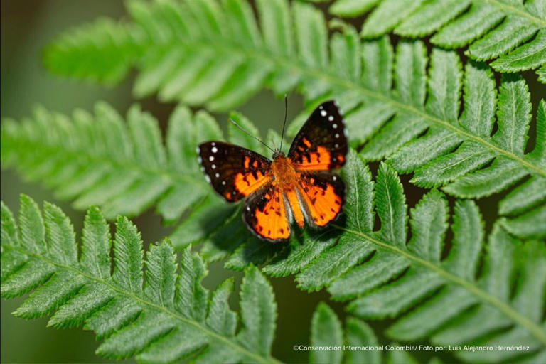 Colombia ganó el “mundial” de las mariposas con más de 2.120 observaciones