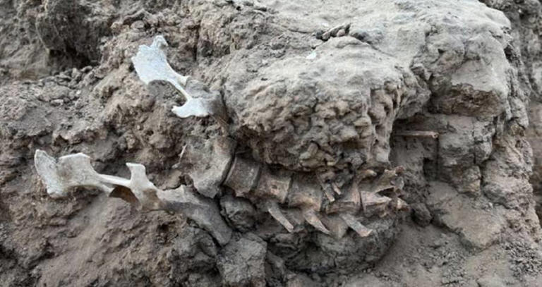 Archaeologists in Australia discover an ancient dingo that had been ...