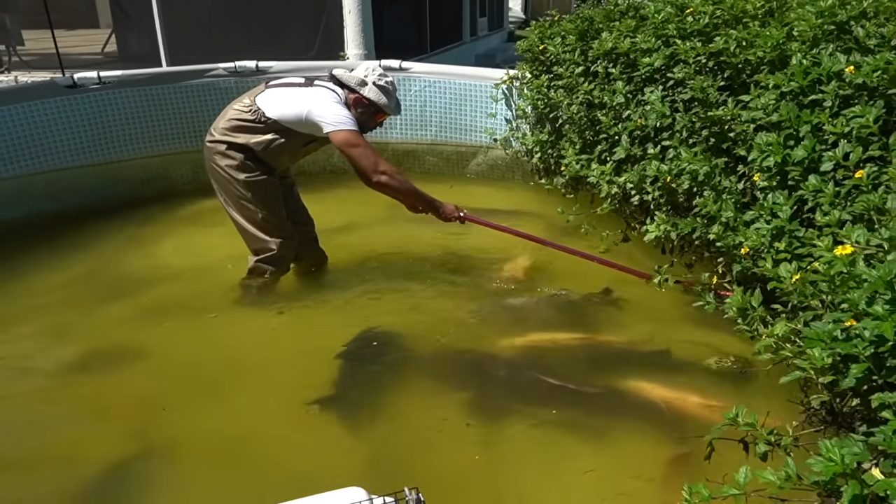 He thought it was just a regular visit to the pond until monster fish ...