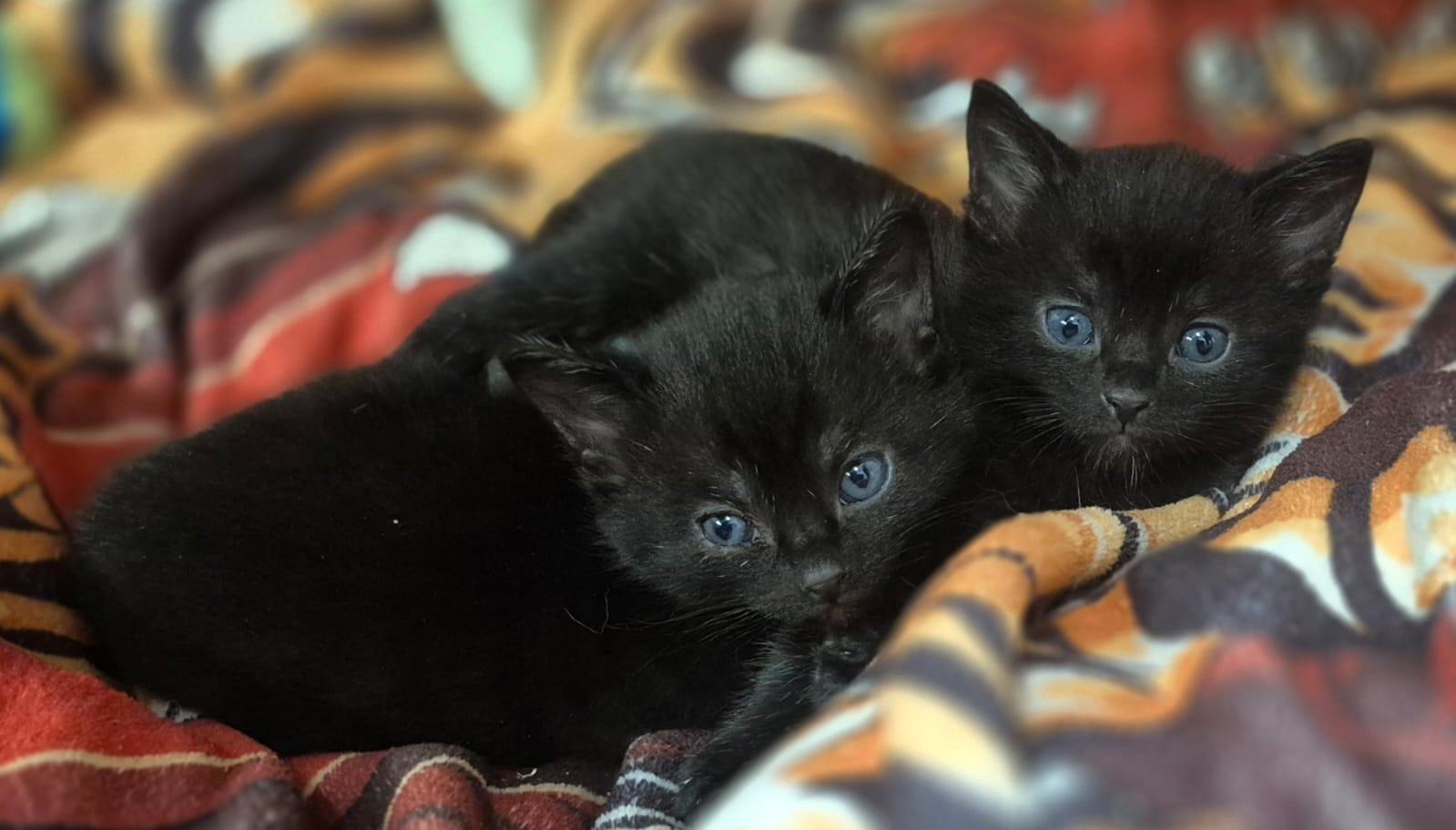 'They’re such little characters' - Two black kittens find loving new ...
