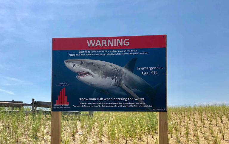 12-foot white shark spotted near shore in Provincetown