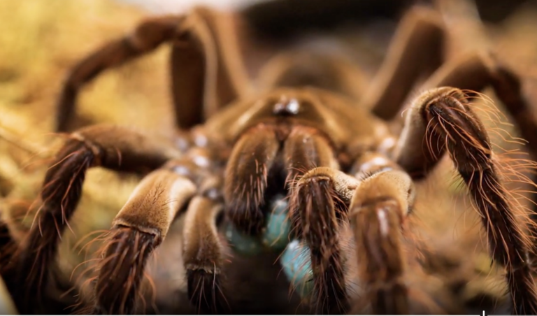 They found the biggest spider in the world