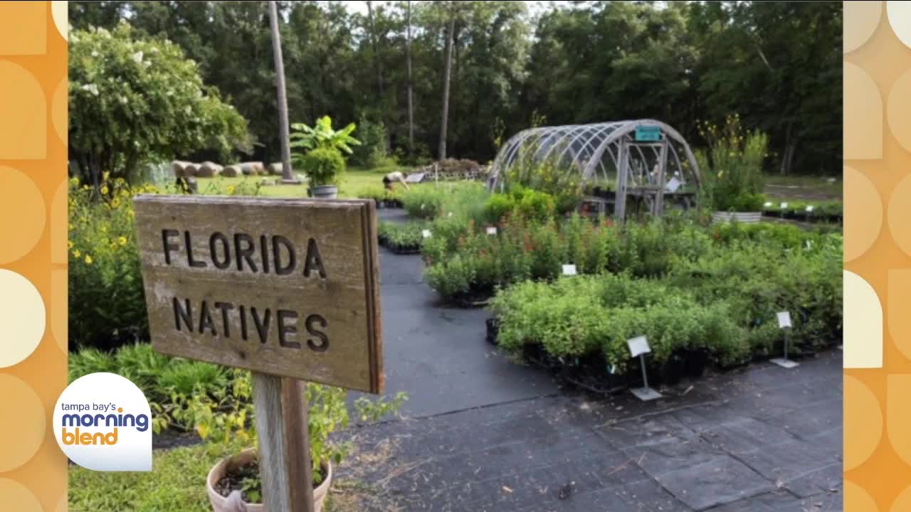 Beautiful landscaping | Morning Blend