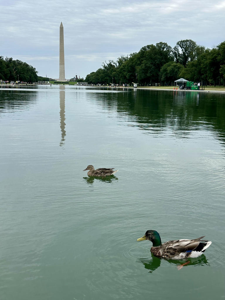 Photos: Yes, the blue paint is peeling off the Reflecting Pool