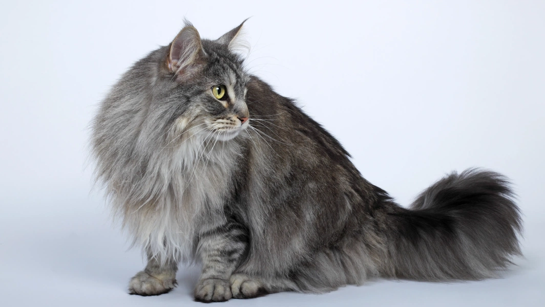 Understanding cat tail language and behavior