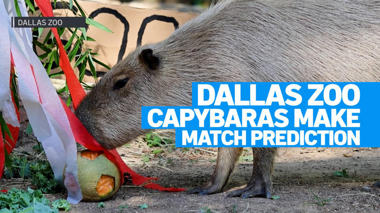 Dallas Zoo capybaras make their World Cup prediction, and one goes rogue