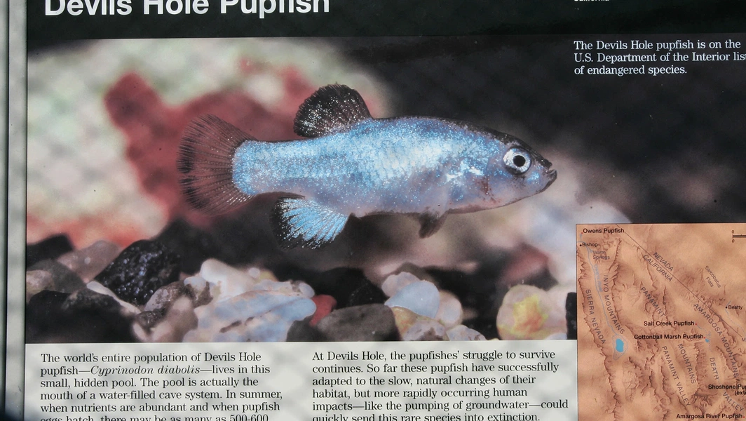 10 rare and endemic animals of the United States