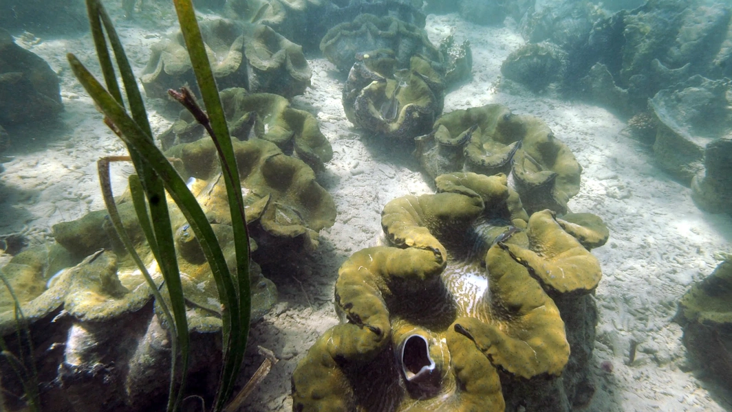 11 fascinating clam varieties from around the world