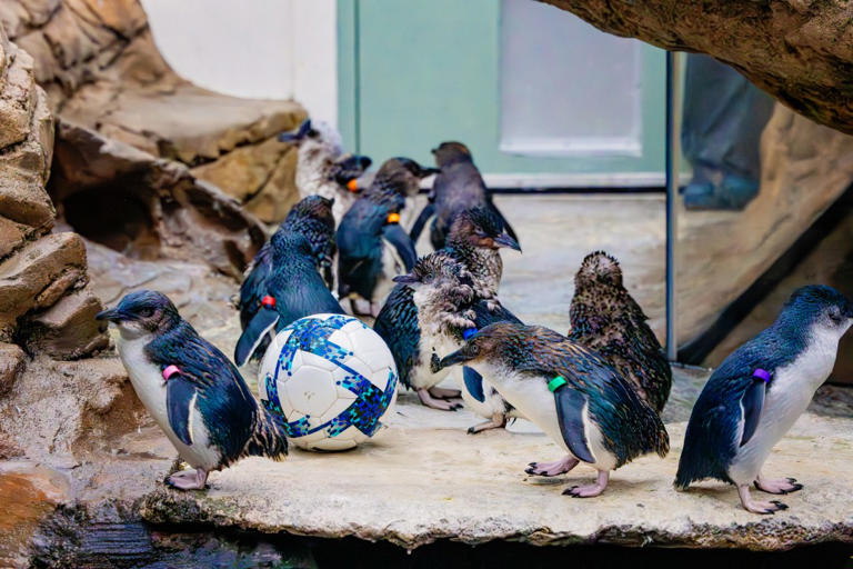 Video: Little blue penguins at Birch Aquarium show World Cup spirit