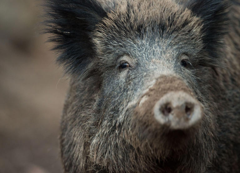 Toddler injured as wild boar rams into pram in Poland