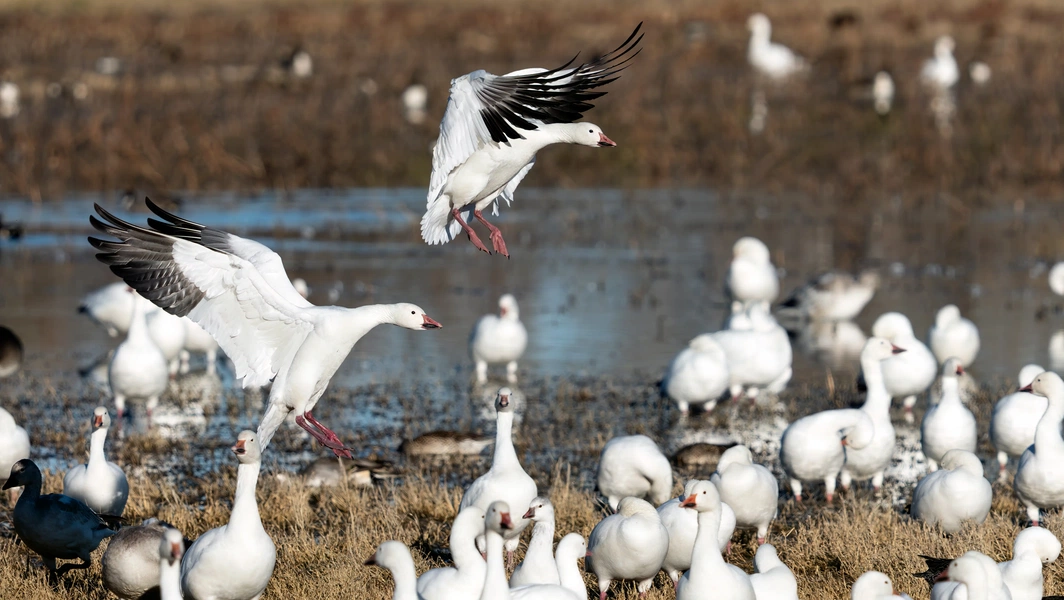 14 striking white birds across North America
