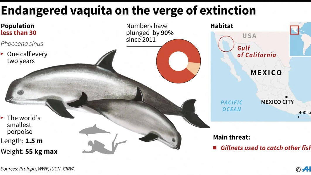 Scientists create 3D digital archive of critically endangered vaquita