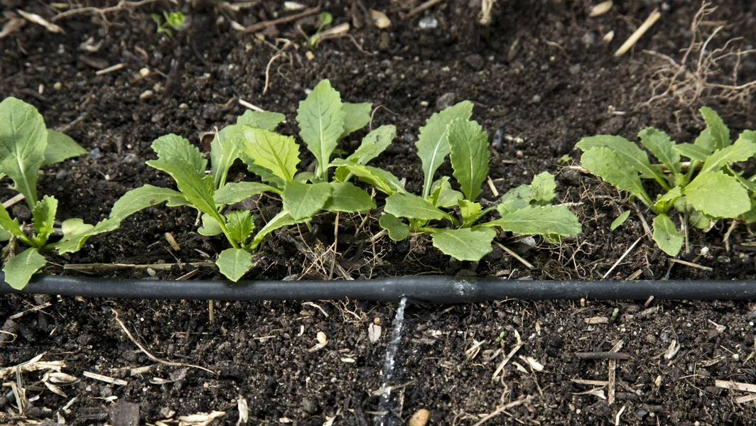 Keeping your vegetable garden healthy while away