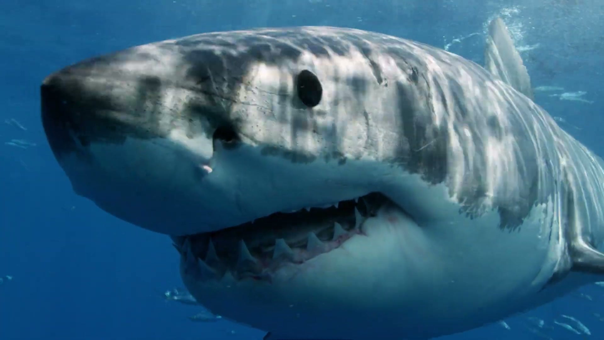 Australia sees 3 shark fatalities in 30 days, far above normal