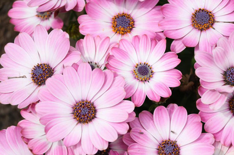 Gardeners urged by Alan Titchmarsh to plant one easy flower now for a ...