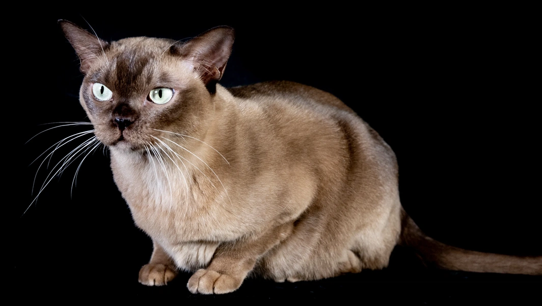 12 cat breeds known for exceptional longevity