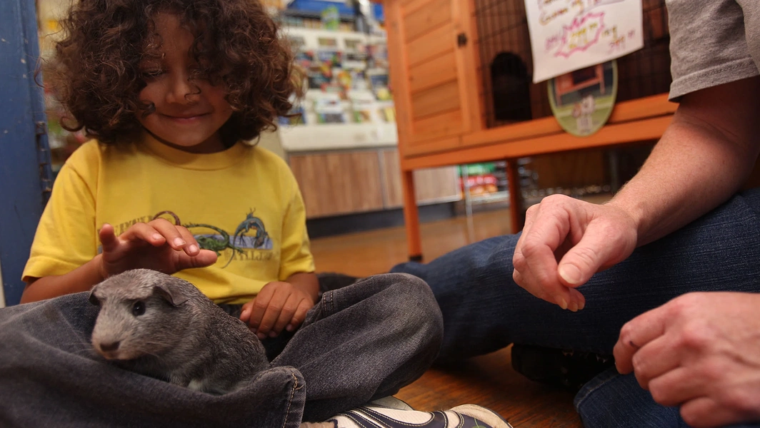 Why guinea pigs make great companions