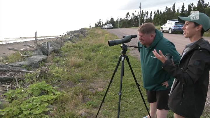 Want to improve your brain health? Try bird watching!