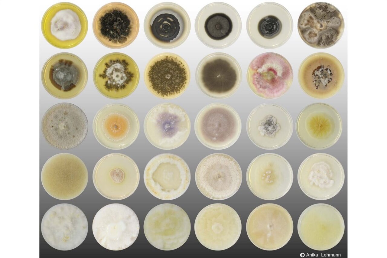 Hidden underground, fungi drive carbon storage, crop health and ...