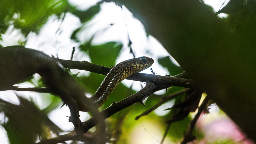 Safety and identification tips for shed snake skins