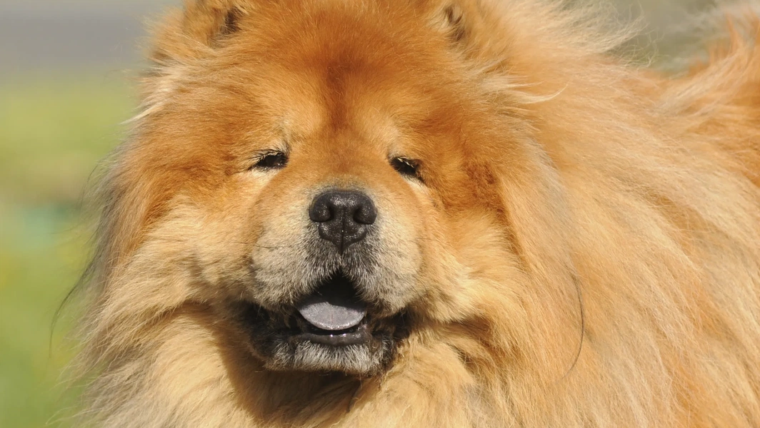 5 dog breeds known for their independence