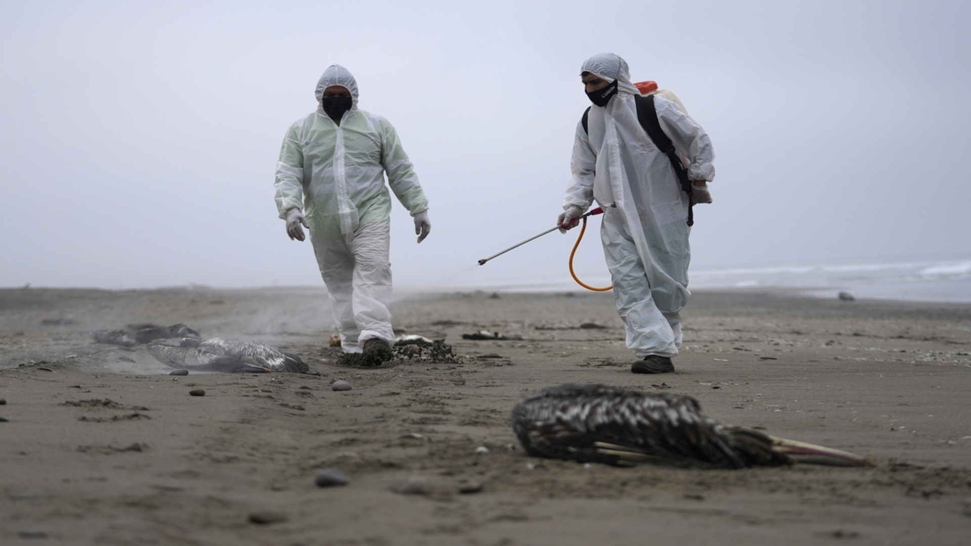 Suspected case of deadly bird flu detected in Australia