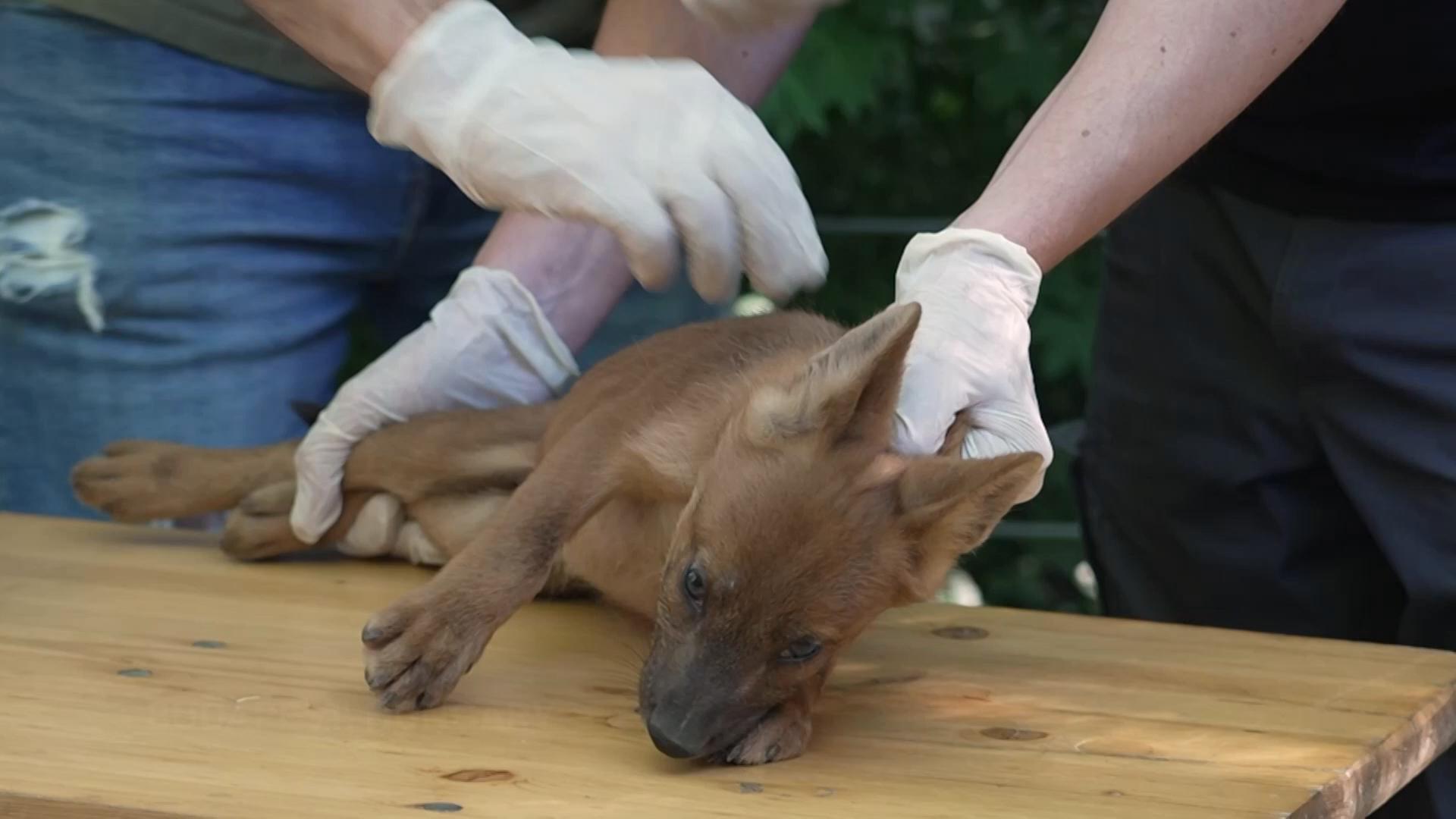 Dhole puppies receive their first medical check at Budapest Zoo