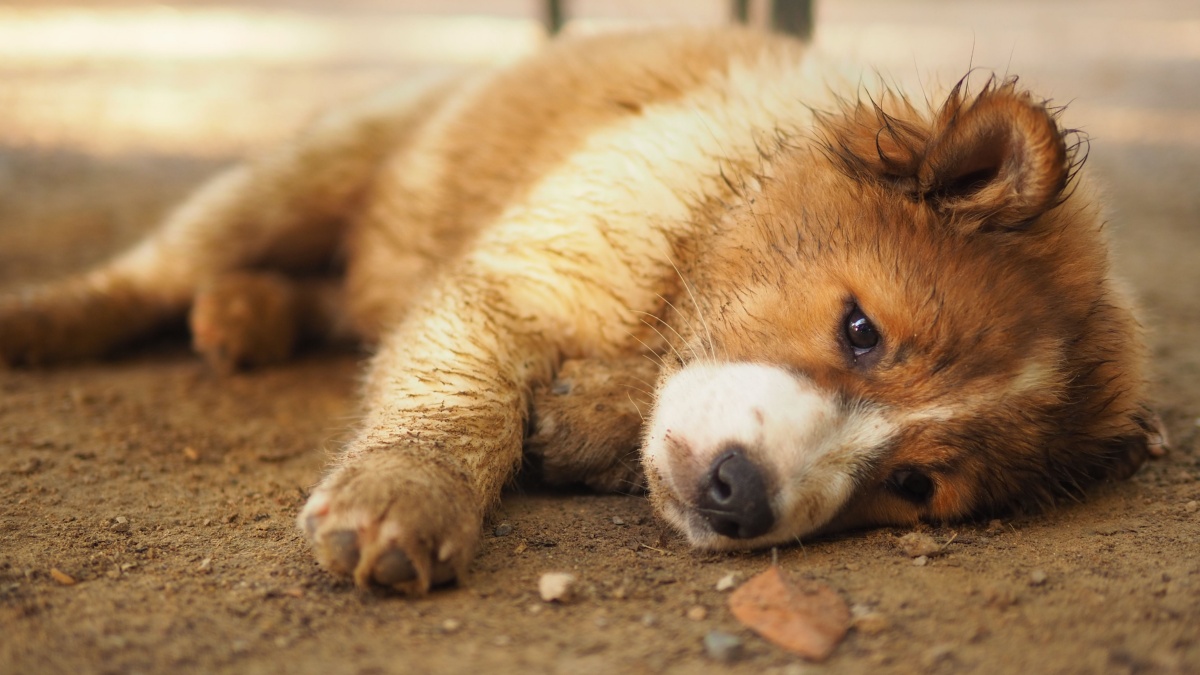 Is your dog hiding pain? 9 signs you should never ignore