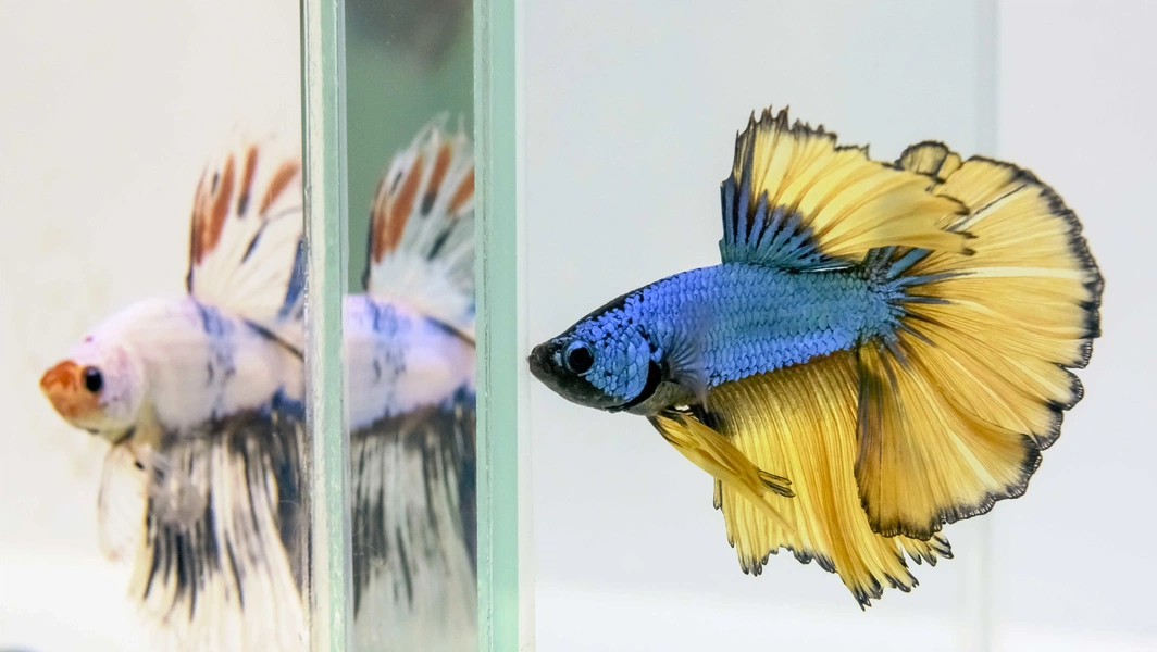 11 extraordinary fish fins and their unique functions