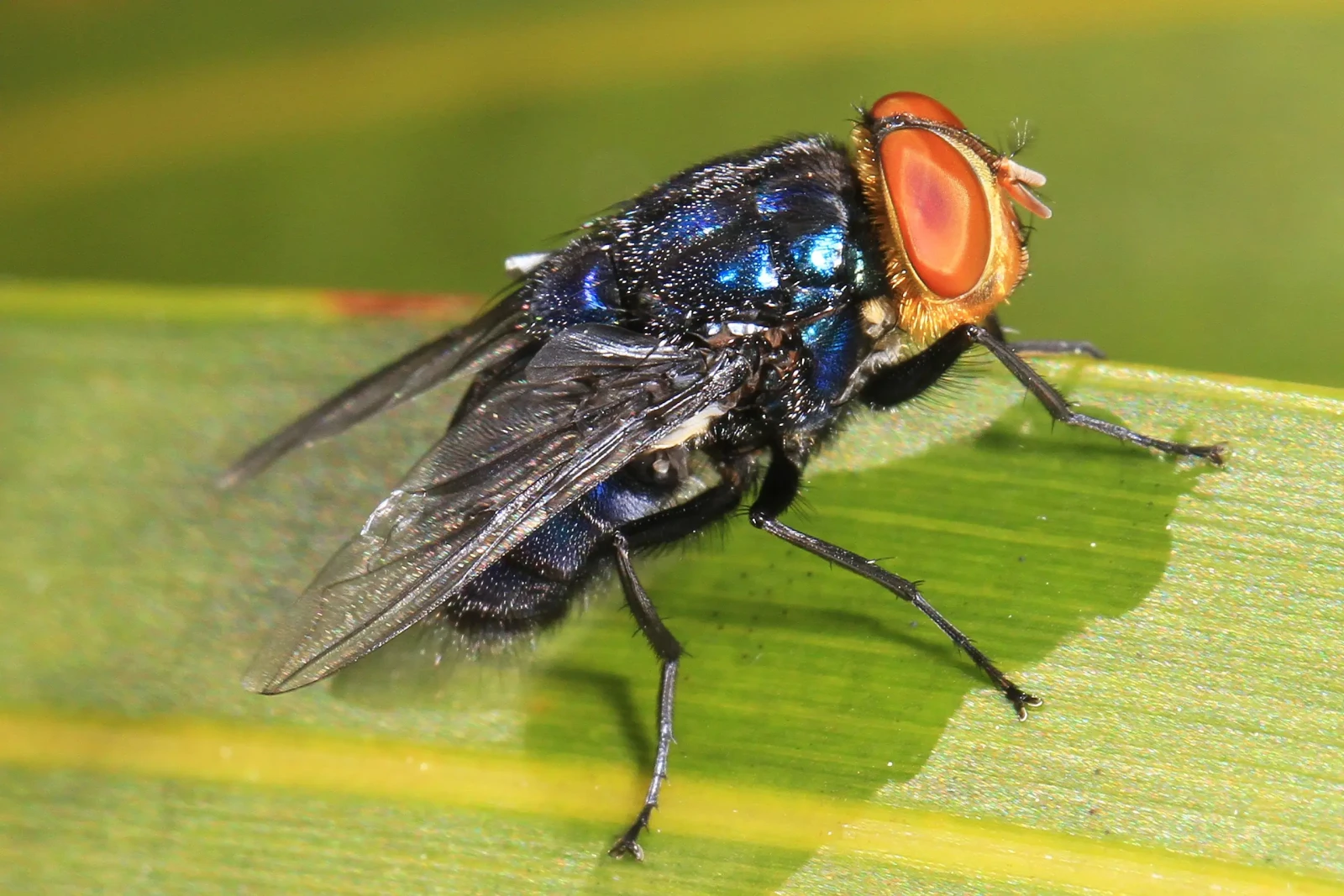 The FDA just cleared a second carcass-eating fly as medicine
